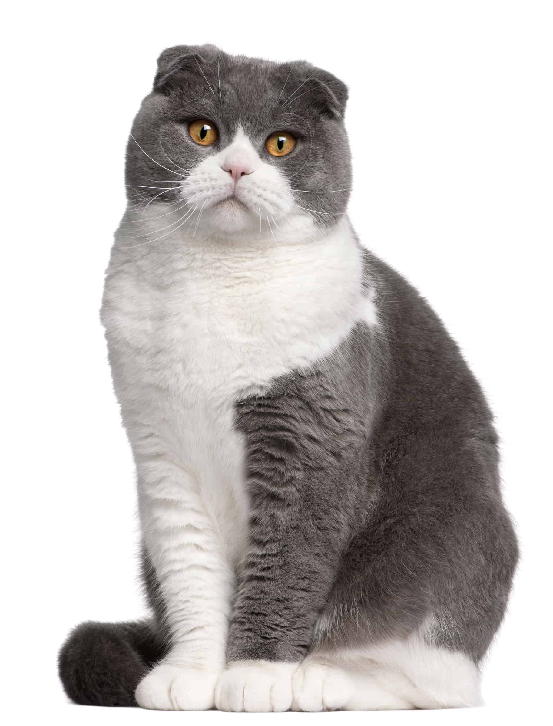 15 Grey and White Cat Breeds You'll Love (With Pictures)