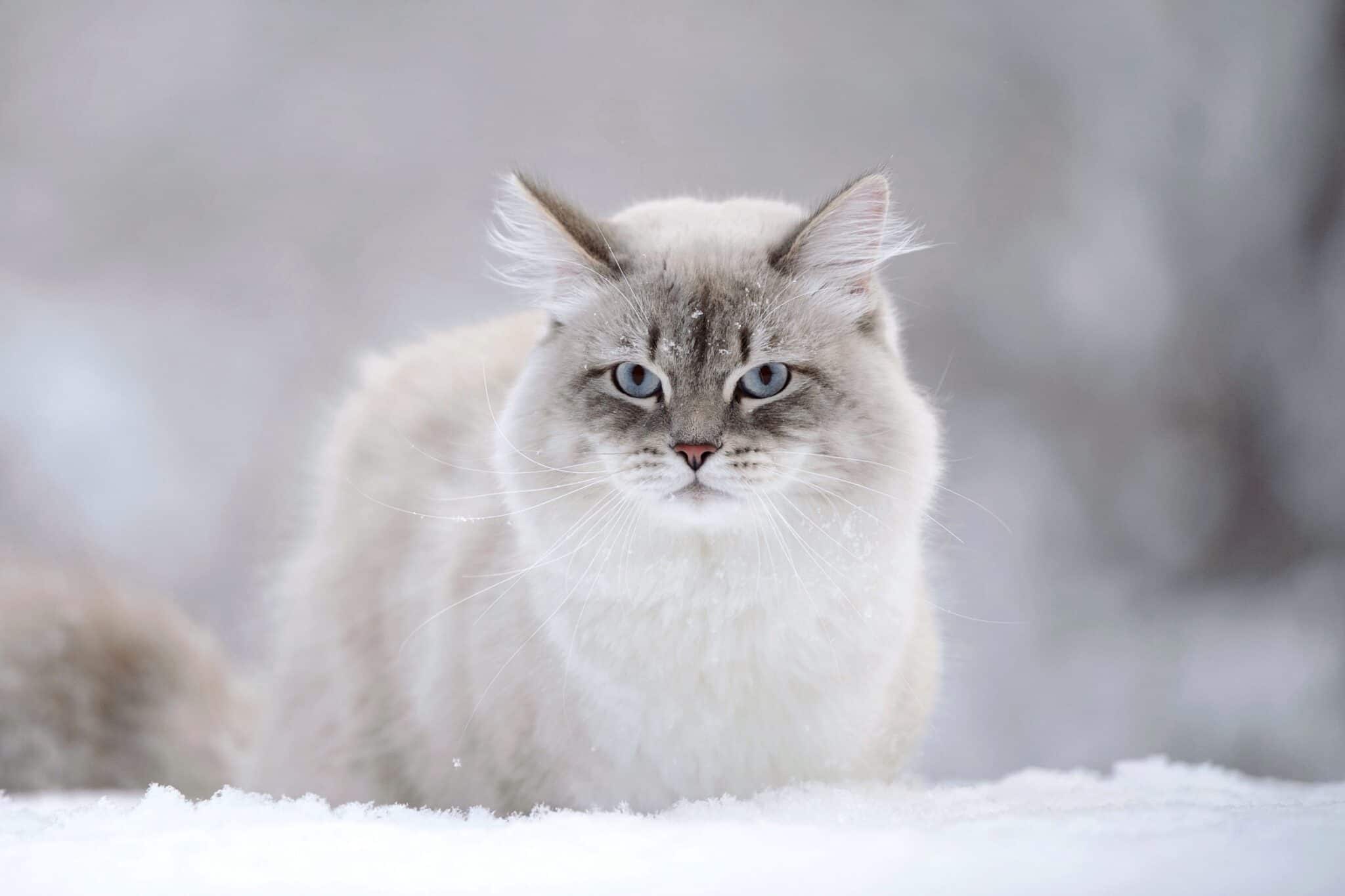 15 Grey and White Cat Breeds You'll Love (With Pictures)