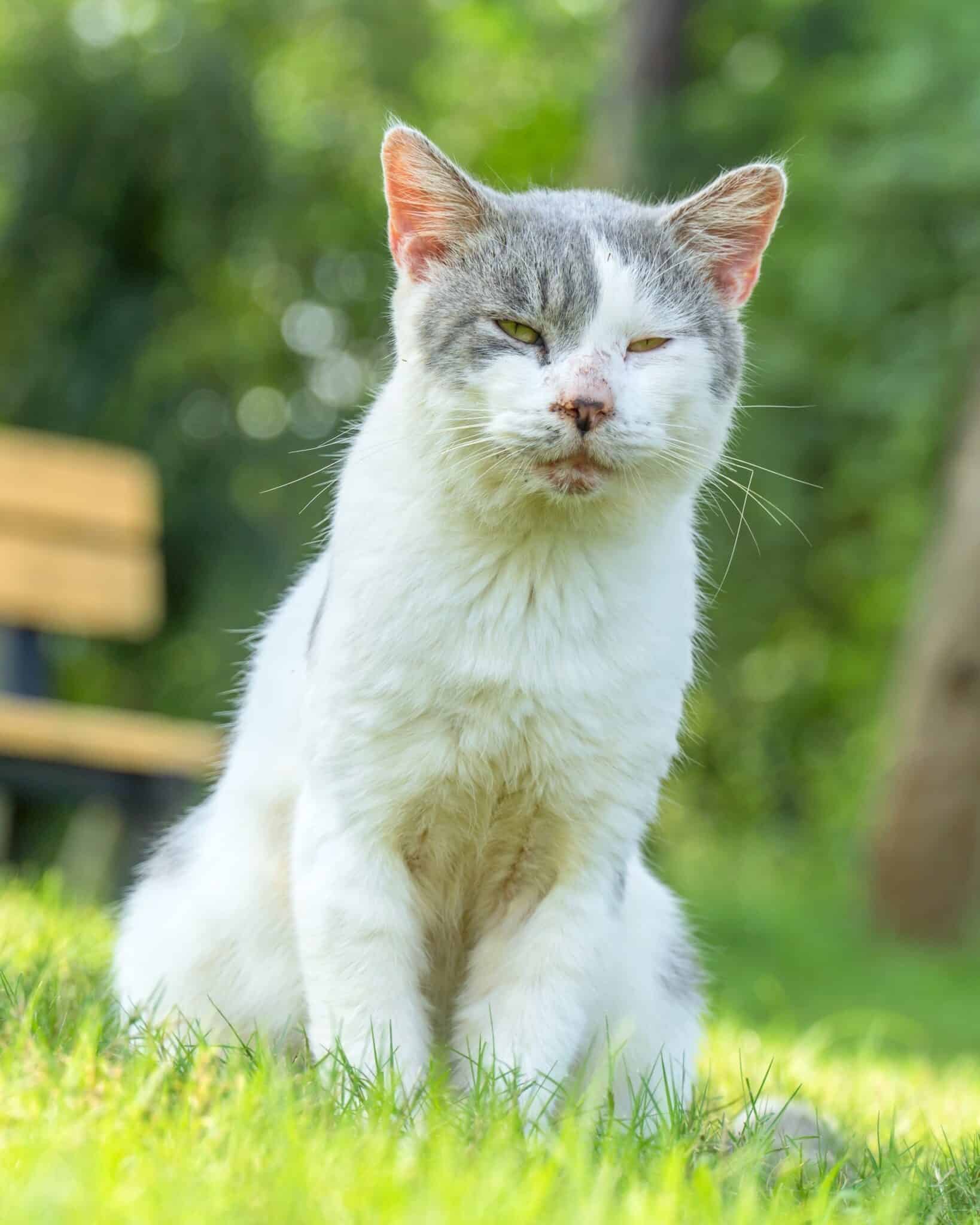 15 Grey and White Cat Breeds You'll Love (With Pictures)