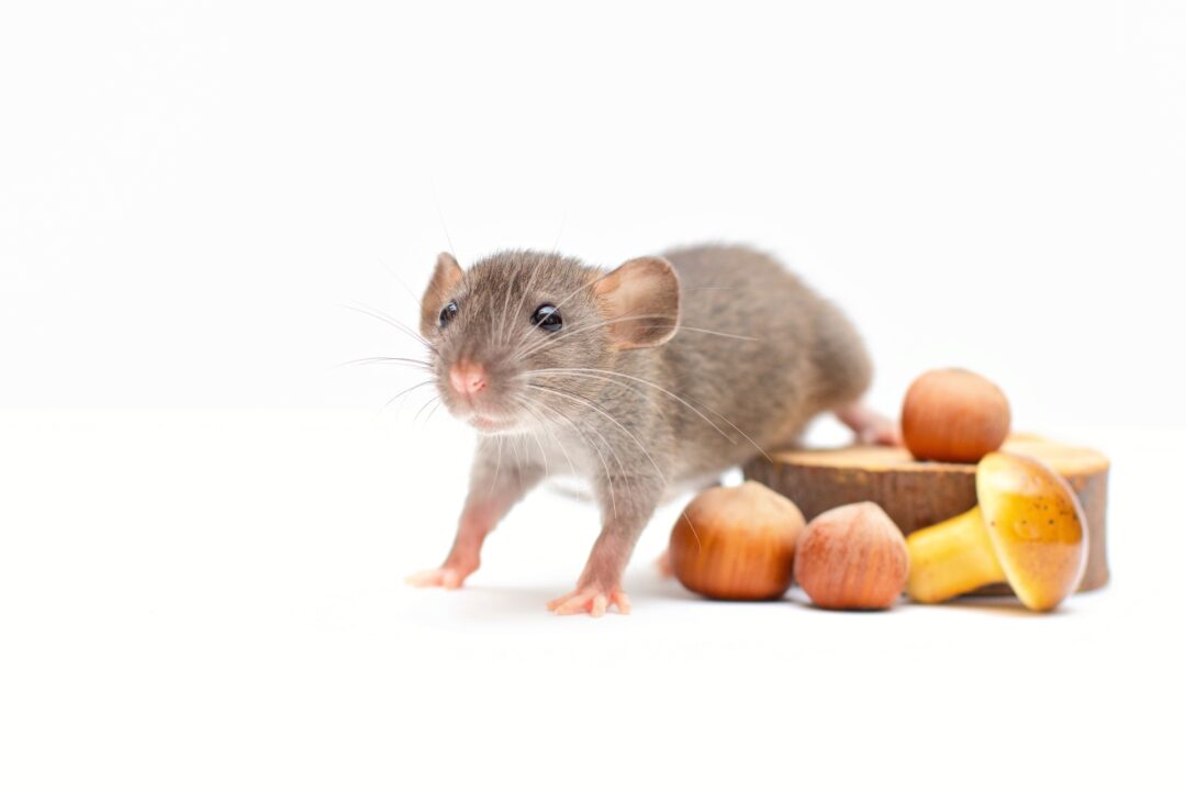 Dumbo Rat: Facts, Behavior, Prices & Care