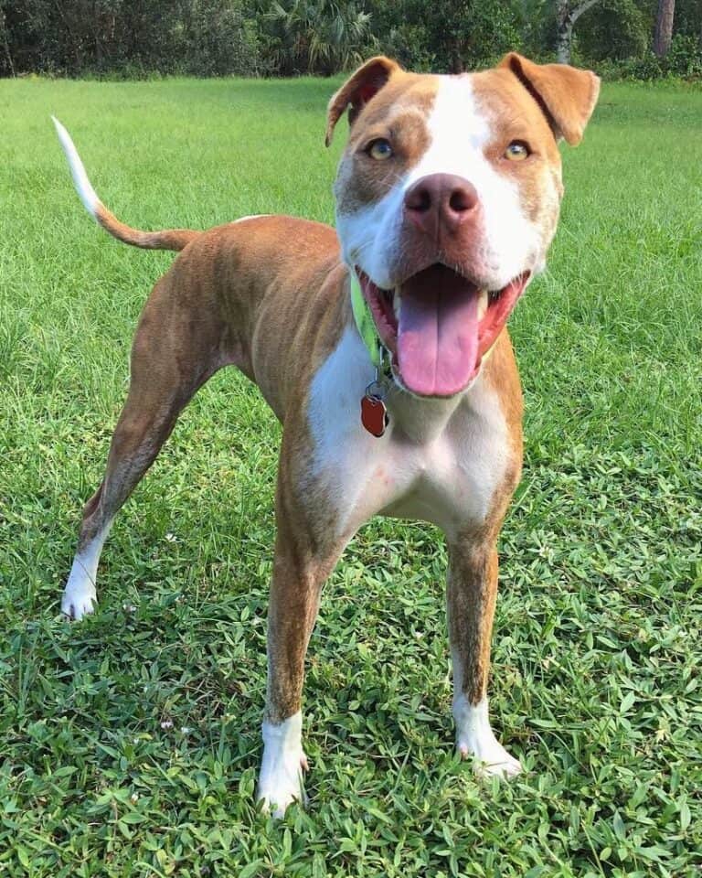 62 Pitbull Mixes That Will Make Your Day (With Pictures)