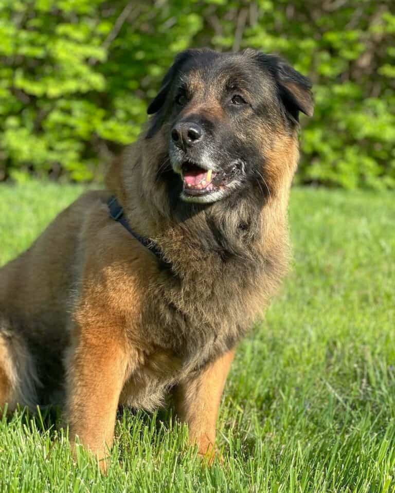 Chow Chow Mixes: 28 Different Chow Hybrids (With Pictures)