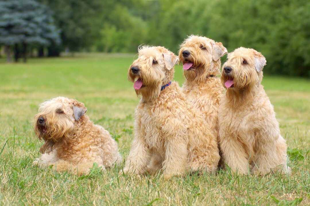 Breeding Rights for Dogs: What They Are, Paperwork & Warnings