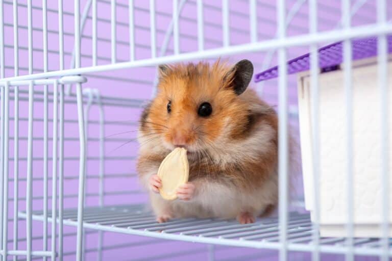 How Much Does a Hamster Cost? (2025 Price Guide)