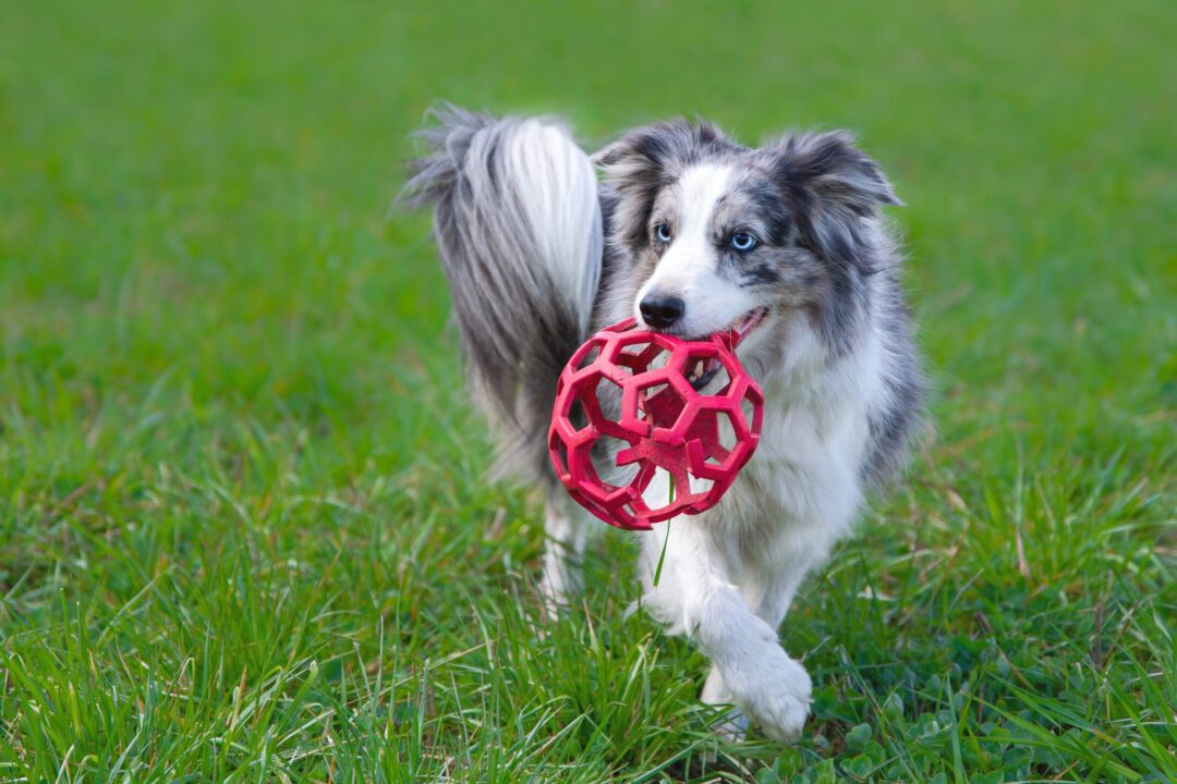 Can Border Collies Have Blue Eyes? (Facts, Pictures & FAQs)