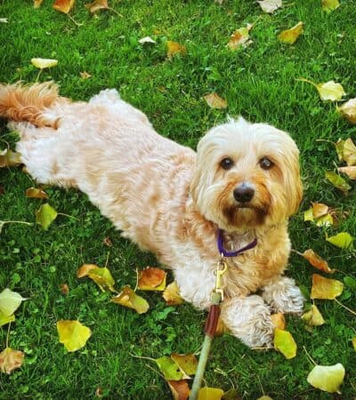 Havanese Mixes: 30 Cutest Havanese Hybrids