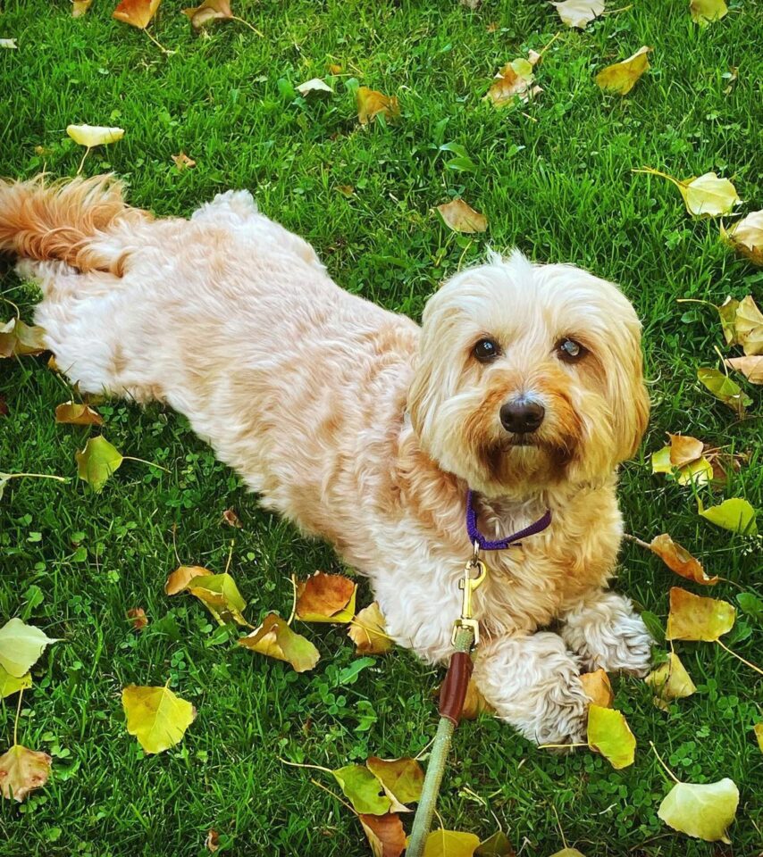Havanese Mixes: 30 Cutest Havanese Hybrids