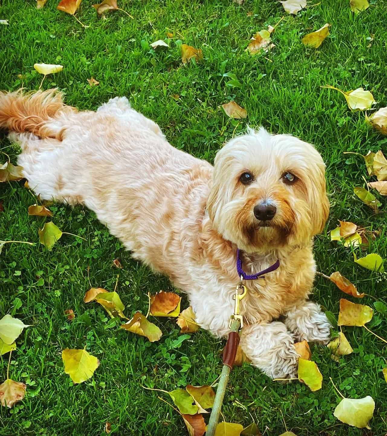 Havanese Mixes: 30 Cutest Havanese Hybrids