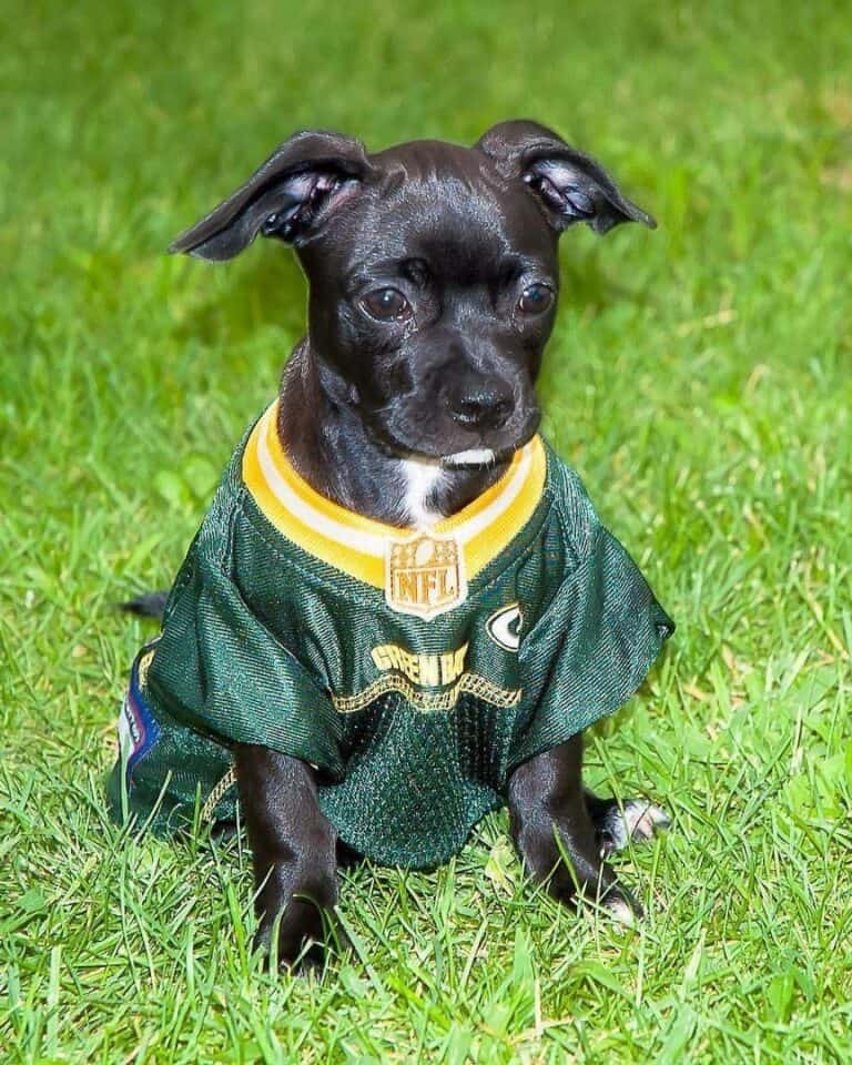 Havanese Mixes: 30 Cutest Havanese Hybrids