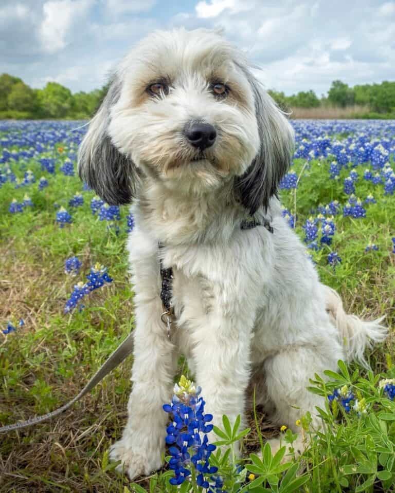 Havanese Mixes: 30 Cutest Havanese Hybrids