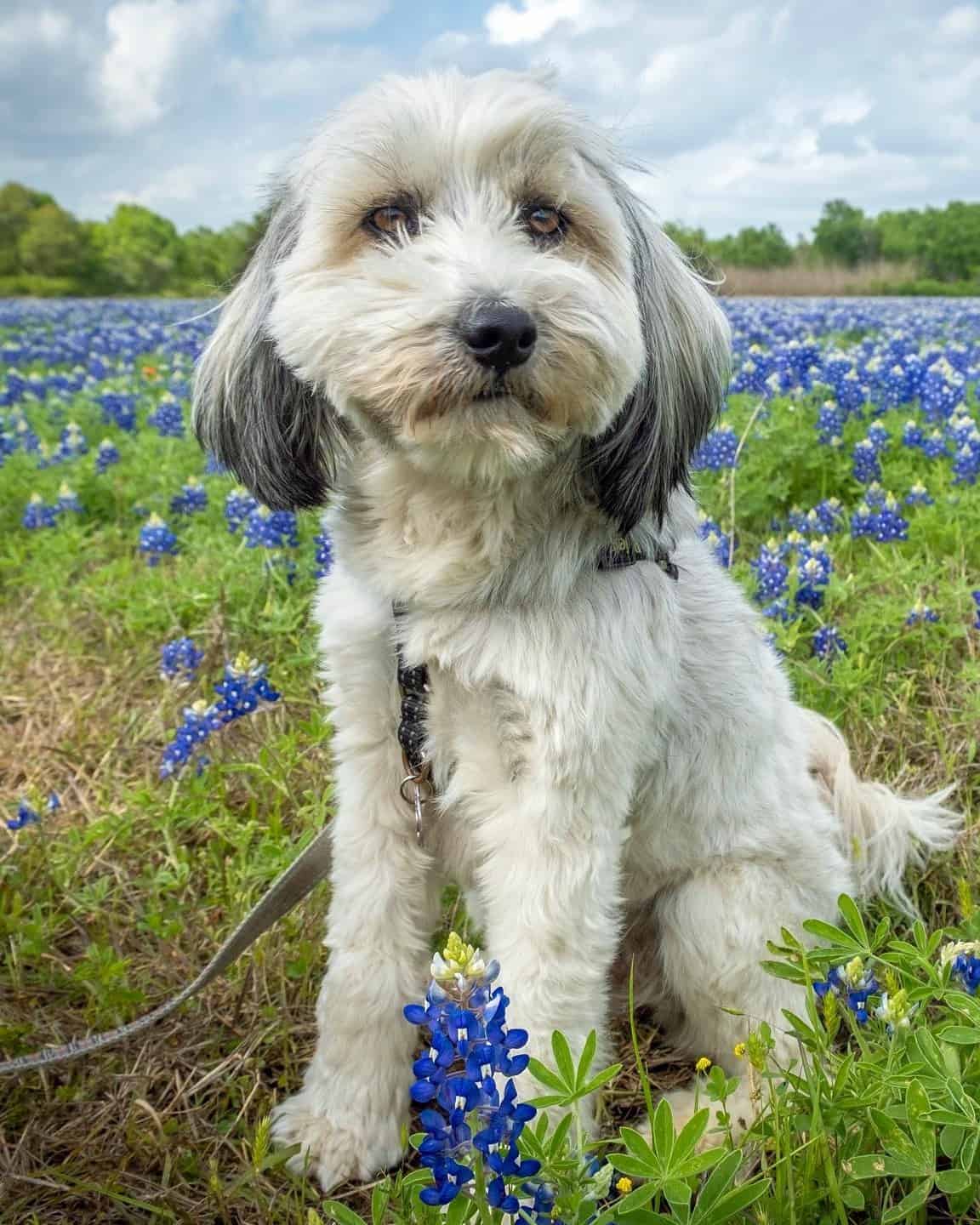 Havanese Mixes: 30 Cutest Havanese Hybrids