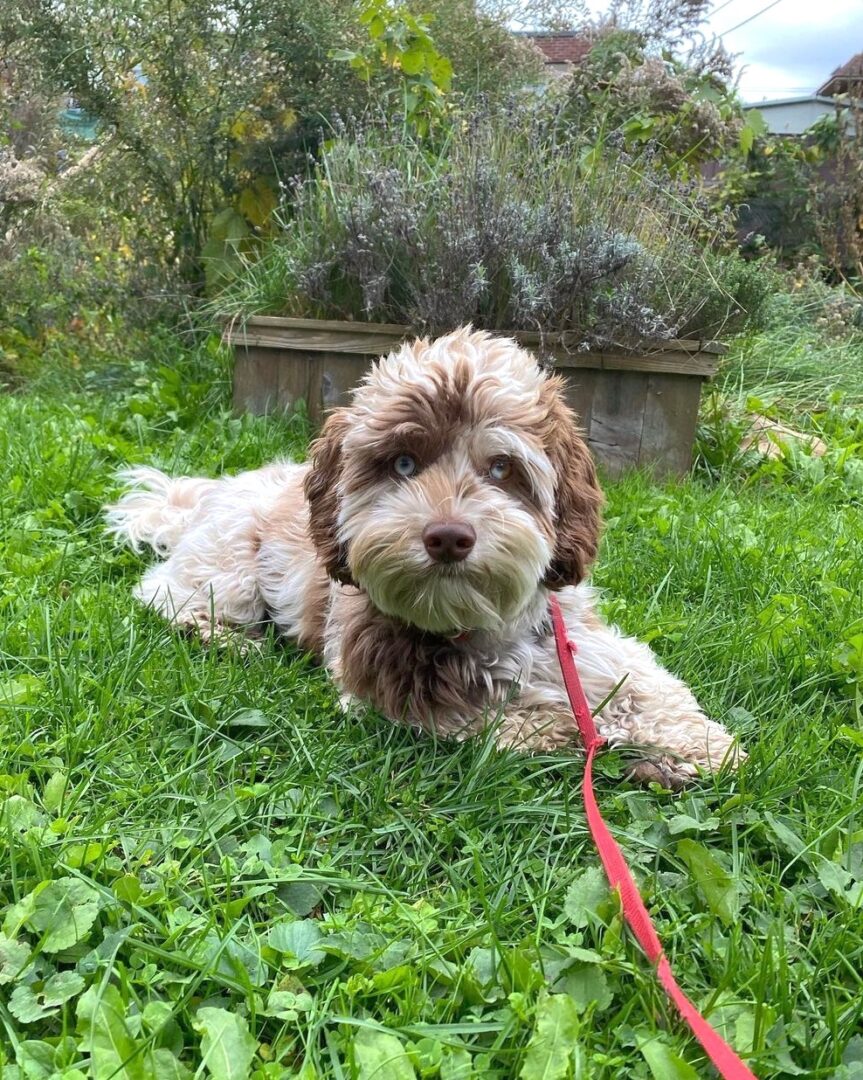 Havanese Mixes: 30 Cutest Havanese Hybrids