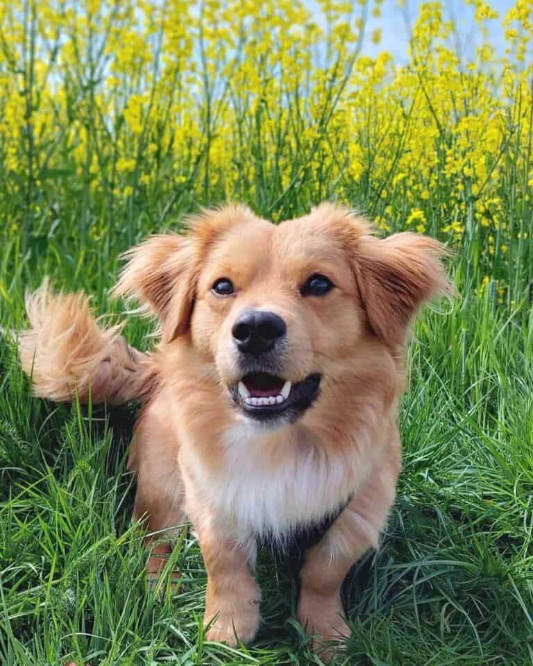 Havanese Mixes: 30 Cutest Havanese Hybrids