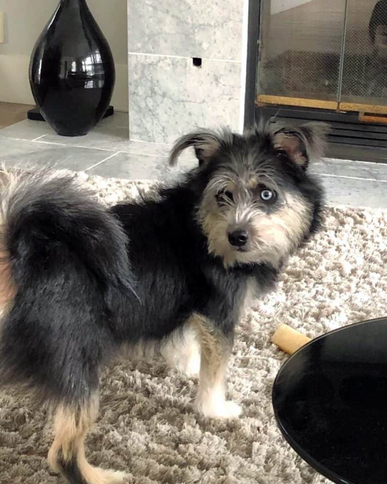 Havanese Mixes: 30 Cutest Havanese Hybrids