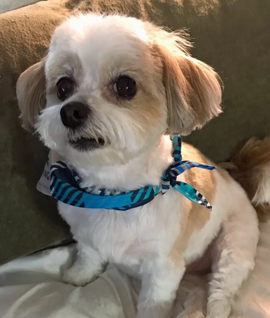 Havanese Mixes: 30 Cutest Havanese Hybrids