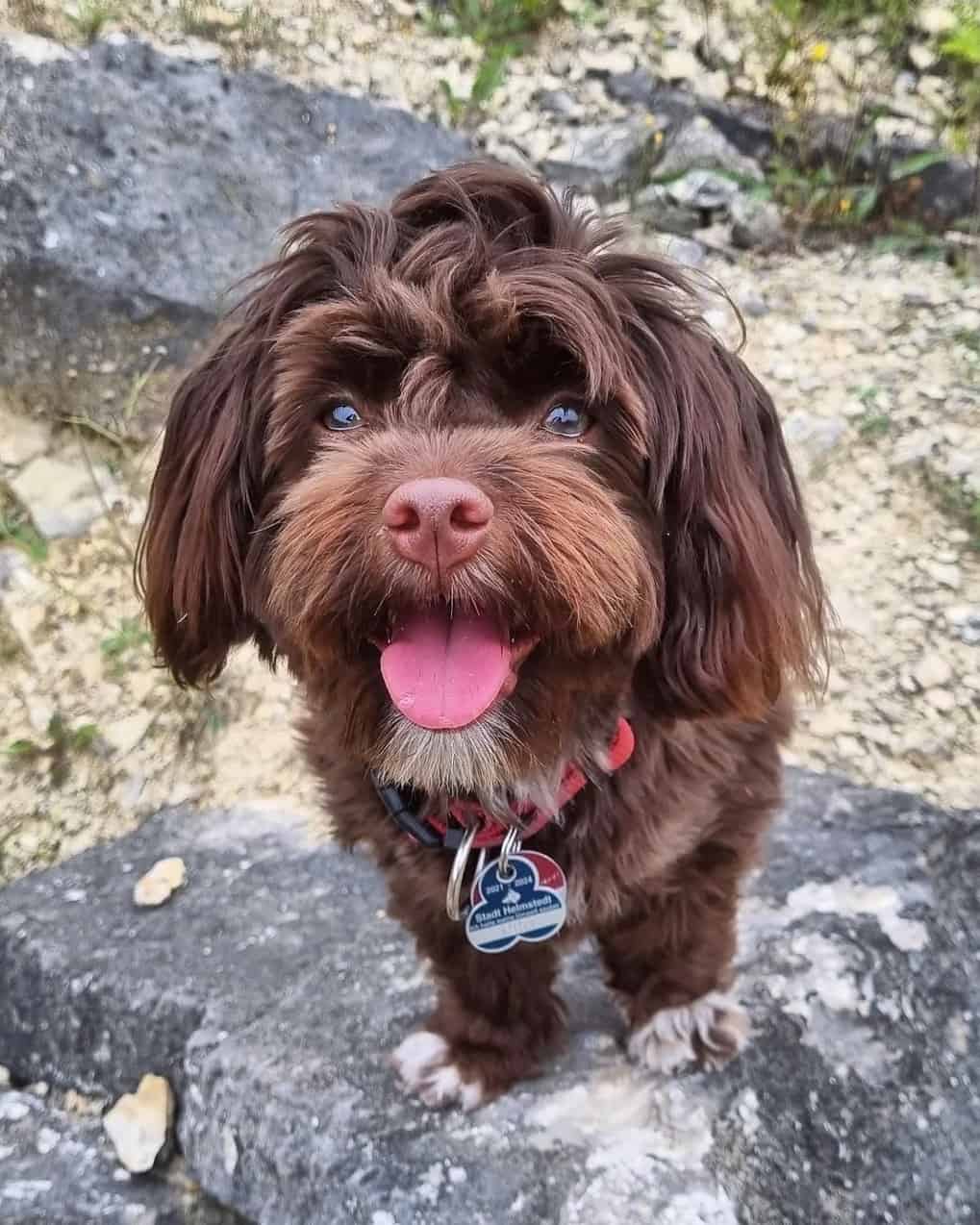 Havanese Mixes: 30 Cutest Havanese Hybrids
