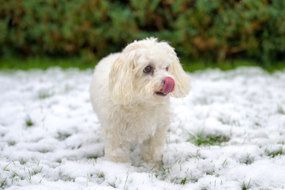 Havanese Mixes: 30 Cutest Havanese Hybrids (With Pictures)