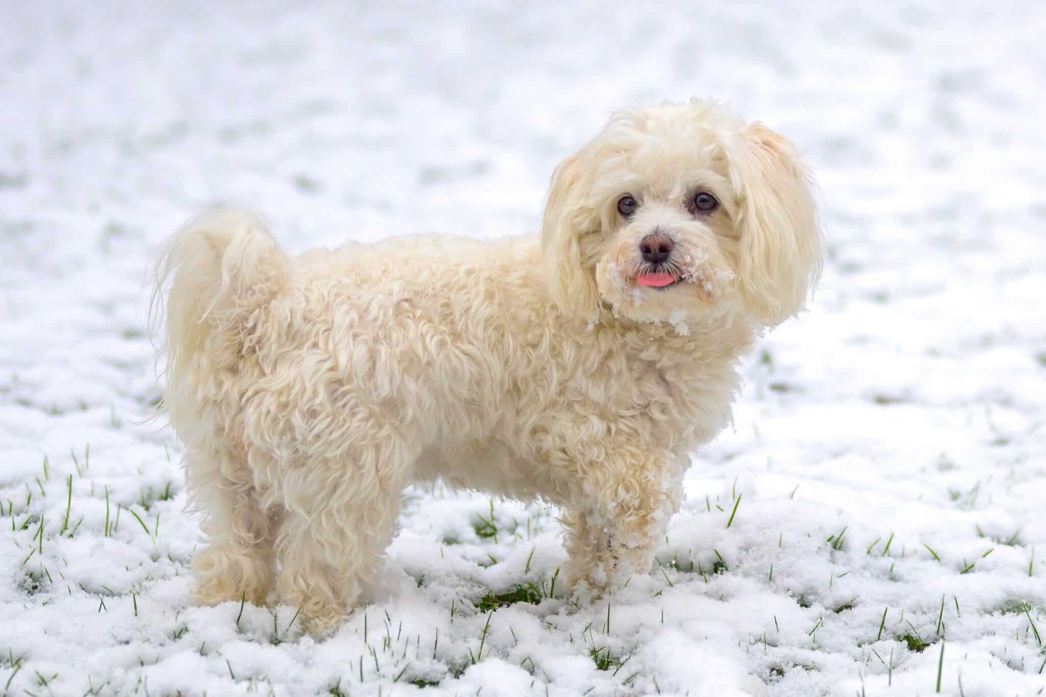Havanese Mixes: 30 Cutest Havanese Hybrids