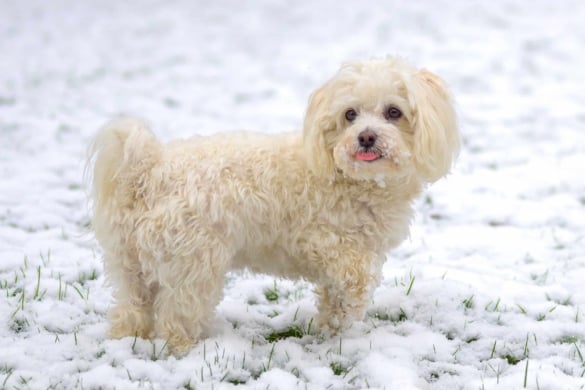 Havanese Mixes: 30 Cutest Havanese Hybrids