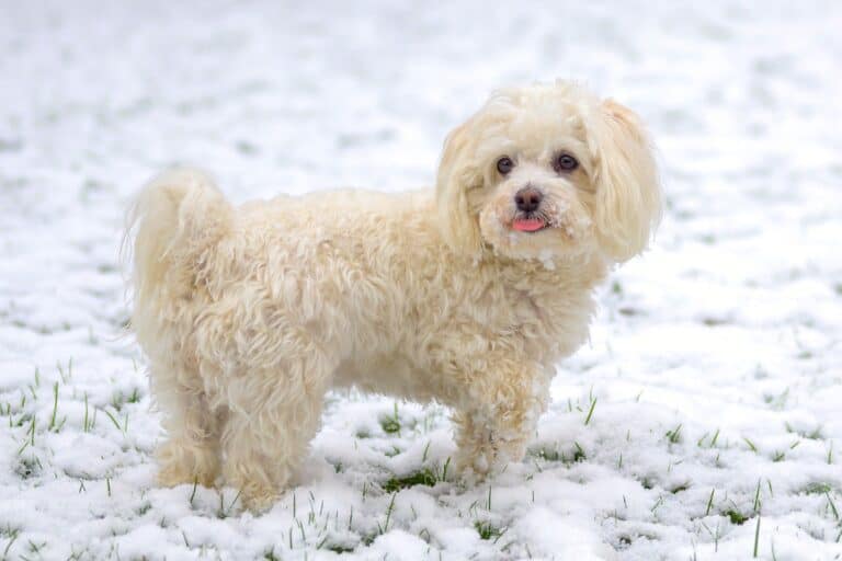 Havanese Mixes: 30 Cutest Havanese Hybrids