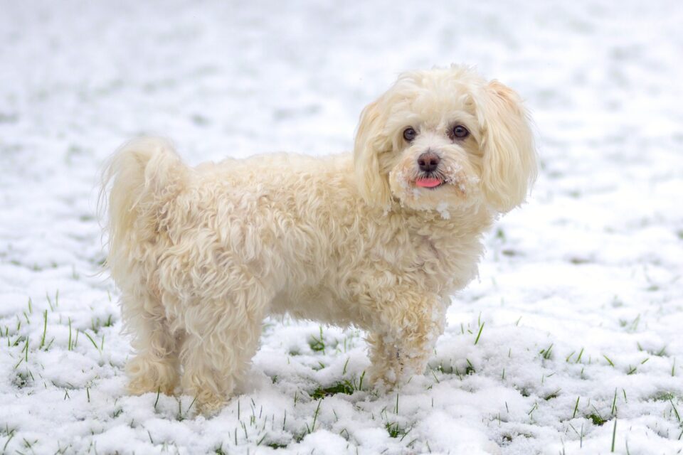 Havanese Mixes: 30 Cutest Havanese Hybrids