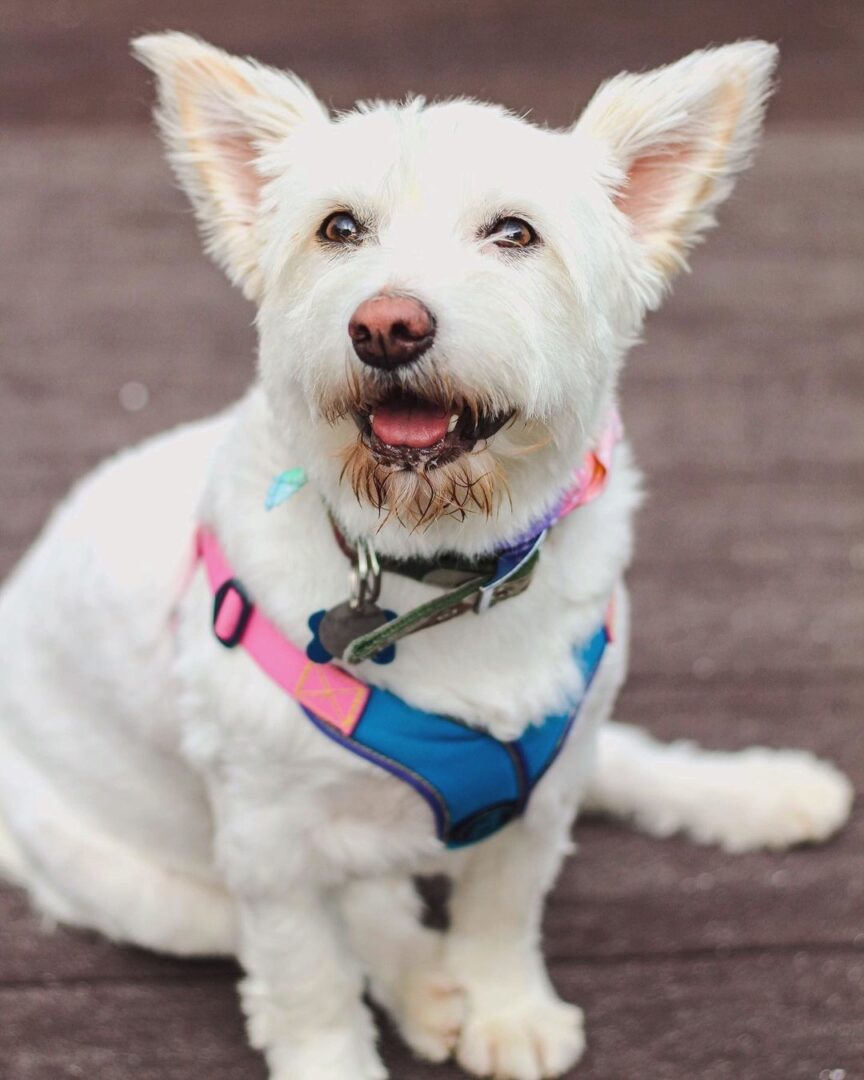 Havanese Mixes: 30 Cutest Havanese Hybrids