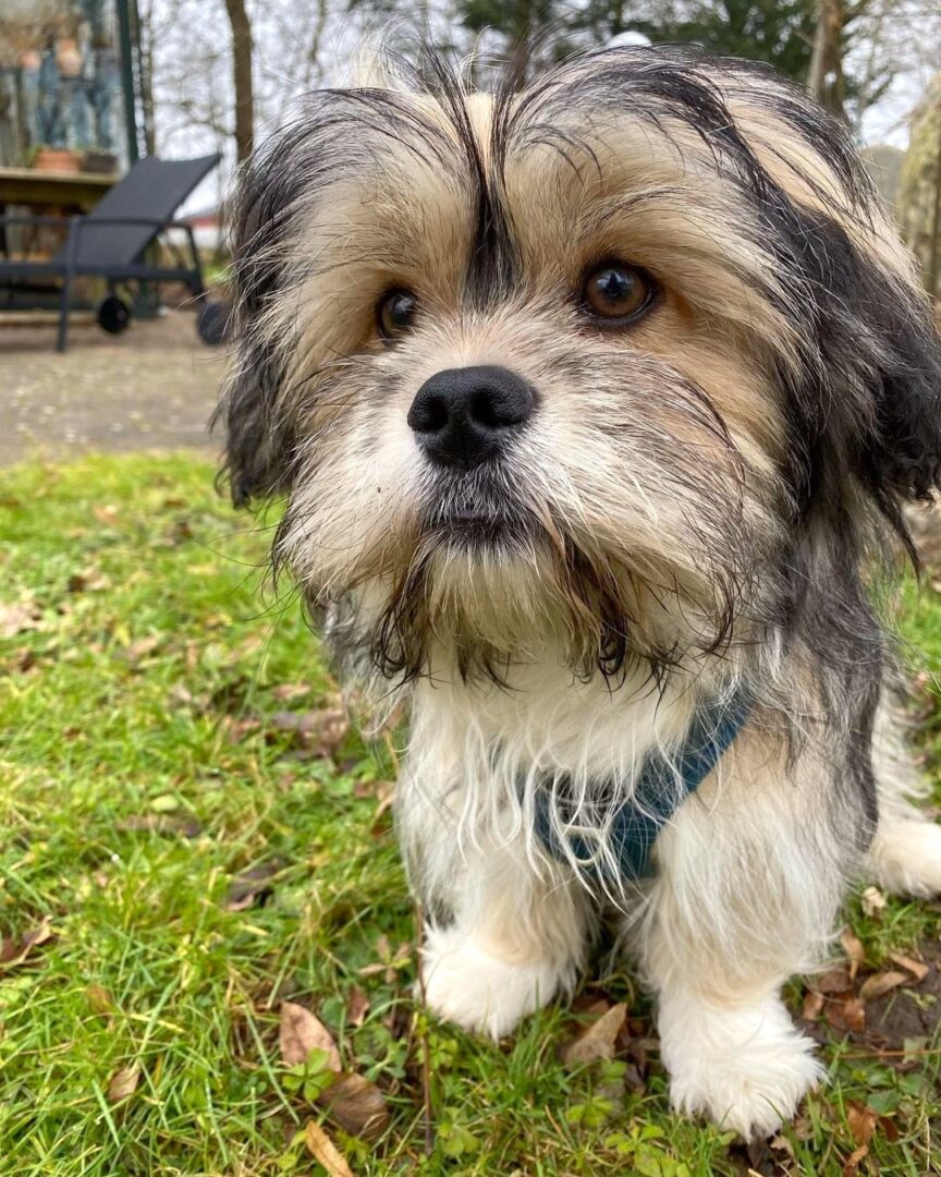 Havanese Mixes: 30 Cutest Havanese Hybrids
