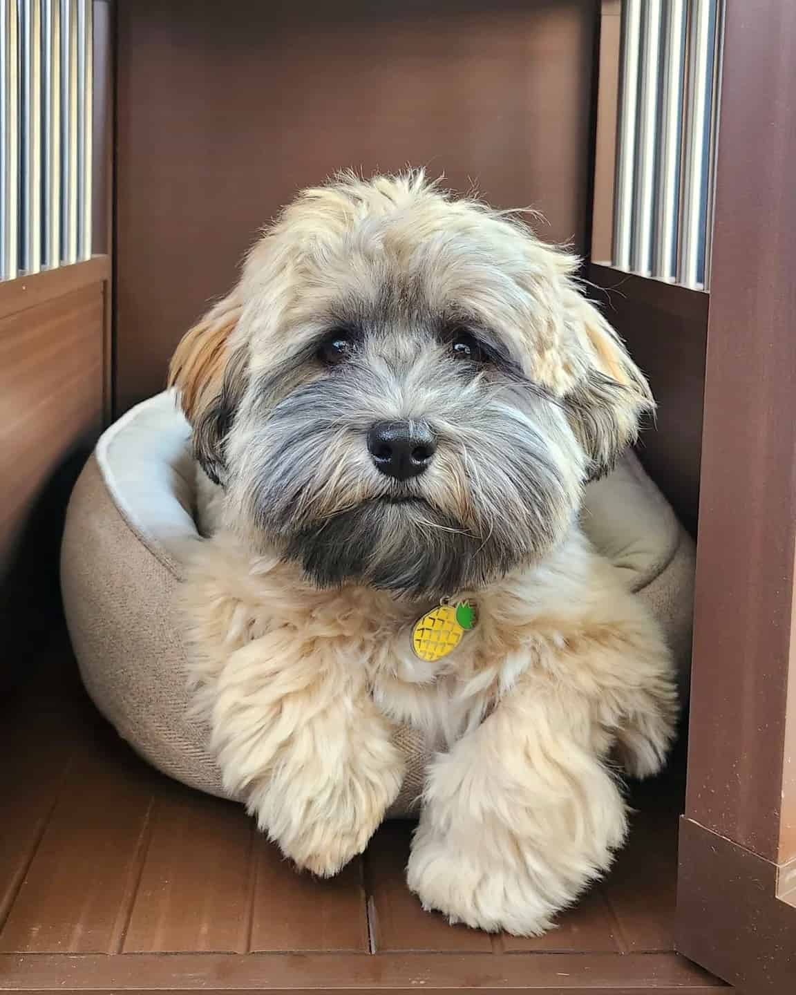 Havanese Mixes: 30 Cutest Havanese Hybrids