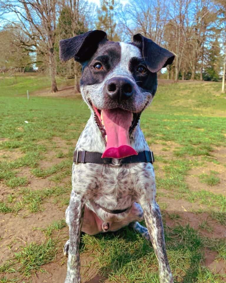 37 Interesting Shar-Pei Mixes You Must See (With Pictures)