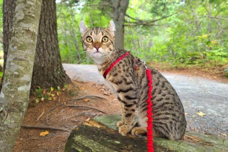 12 Awesome Cat Breeds With Big Noses (With Pictures)