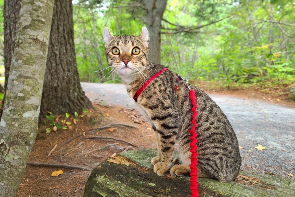 12 Awesome Cat Breeds With Big Noses (With Pictures)