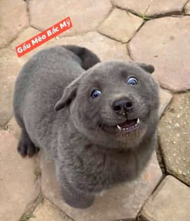 Hmong Dog: A Complete Guide to the "Cat Dog Hybrid"