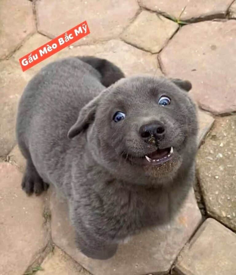 Hmong Dog: A Complete Guide to the "Cat Dog Hybrid"