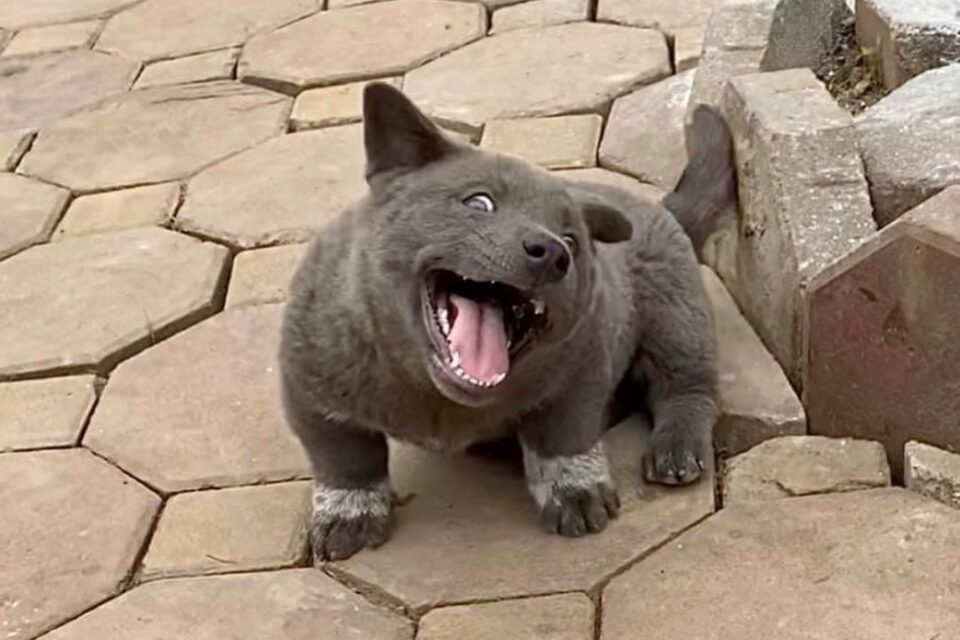 Hmong Dog: A Complete Guide to the "Cat Dog Hybrid"