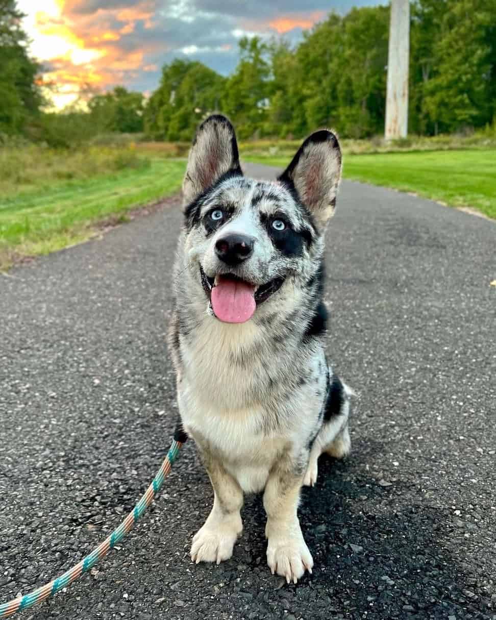 64 Cutest Corgi Mixes You'll Want to Adopt (With Pictures)