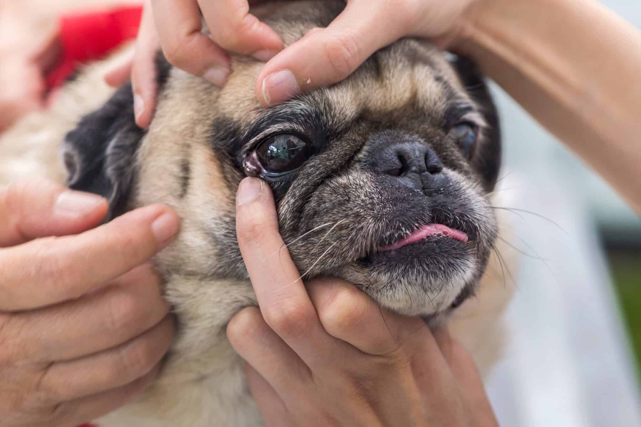 Dog Eye Stye: Causes, Symptoms & Treatments (With FAQs)