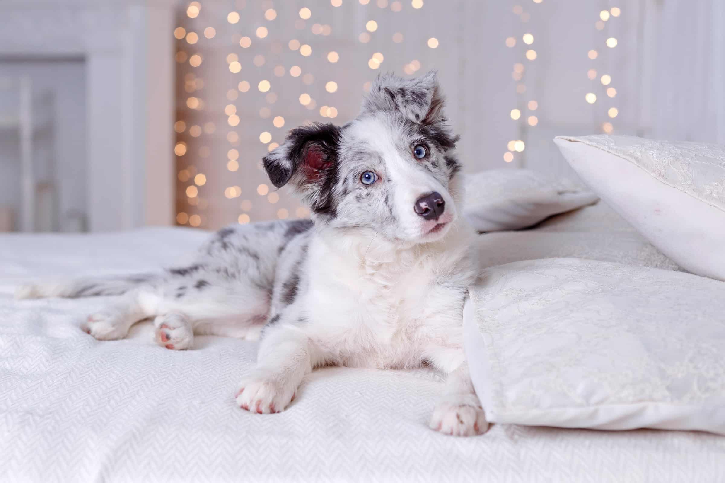 Australian Shepherd Shedding: How Much Do Aussies Shed?