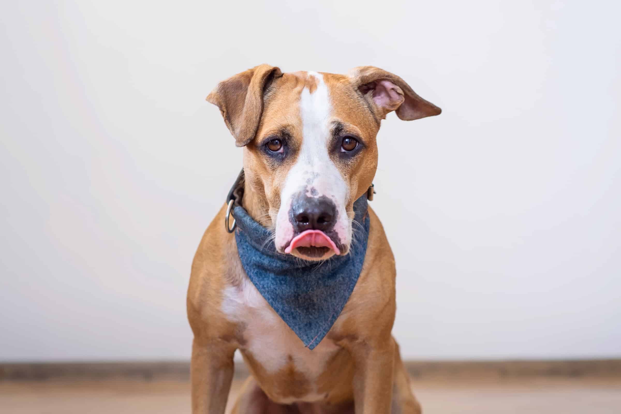 Why Do Dogs Keep Smacking Their Lips? (Top 15 Reasons)