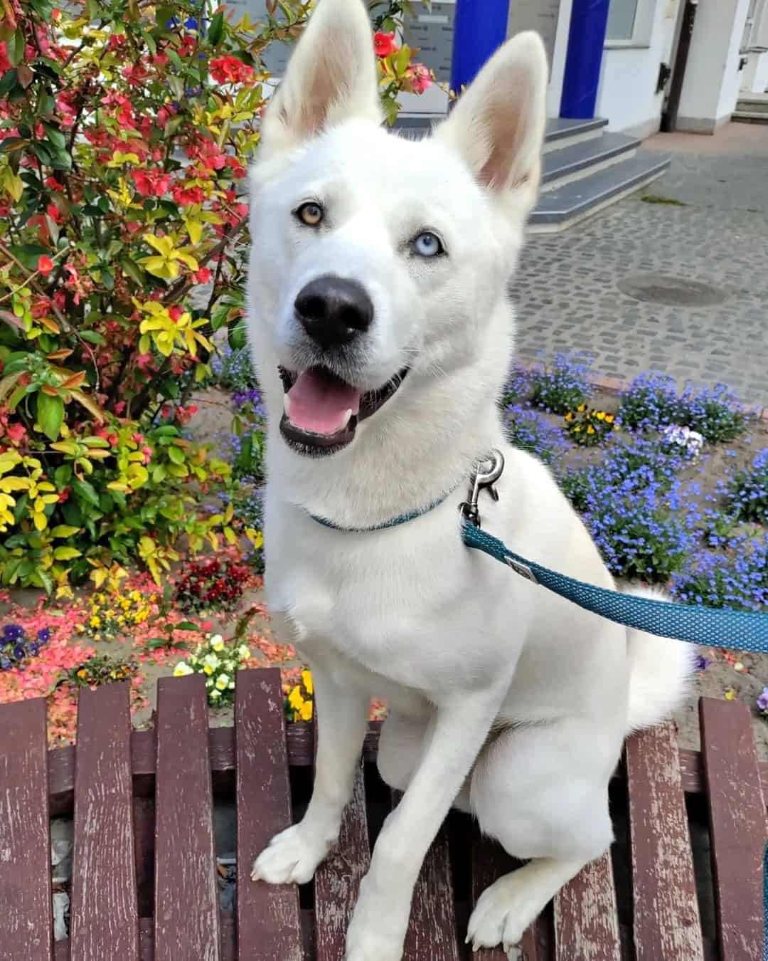Siberian Husky Mixes: 40 Husky Crossbreeds (With Pictures)