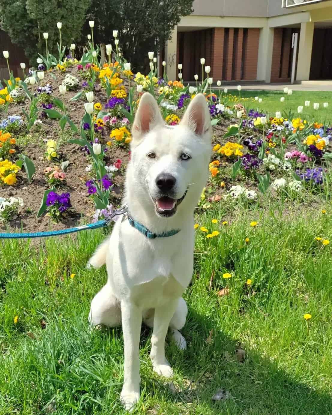 Akita Mixes: 38 Unique Akita Crossbreeds (With Pictures)