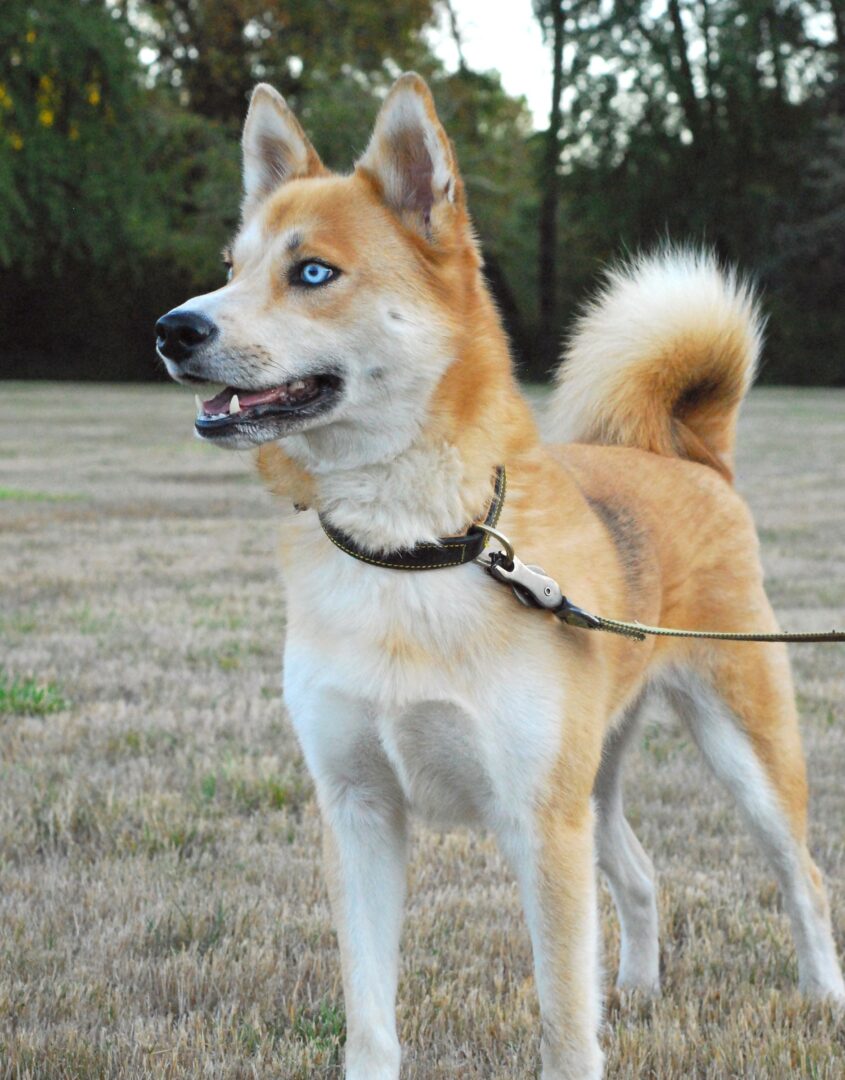 Siberian Husky Mixes: 40 Husky Crossbreeds (With Pictures)