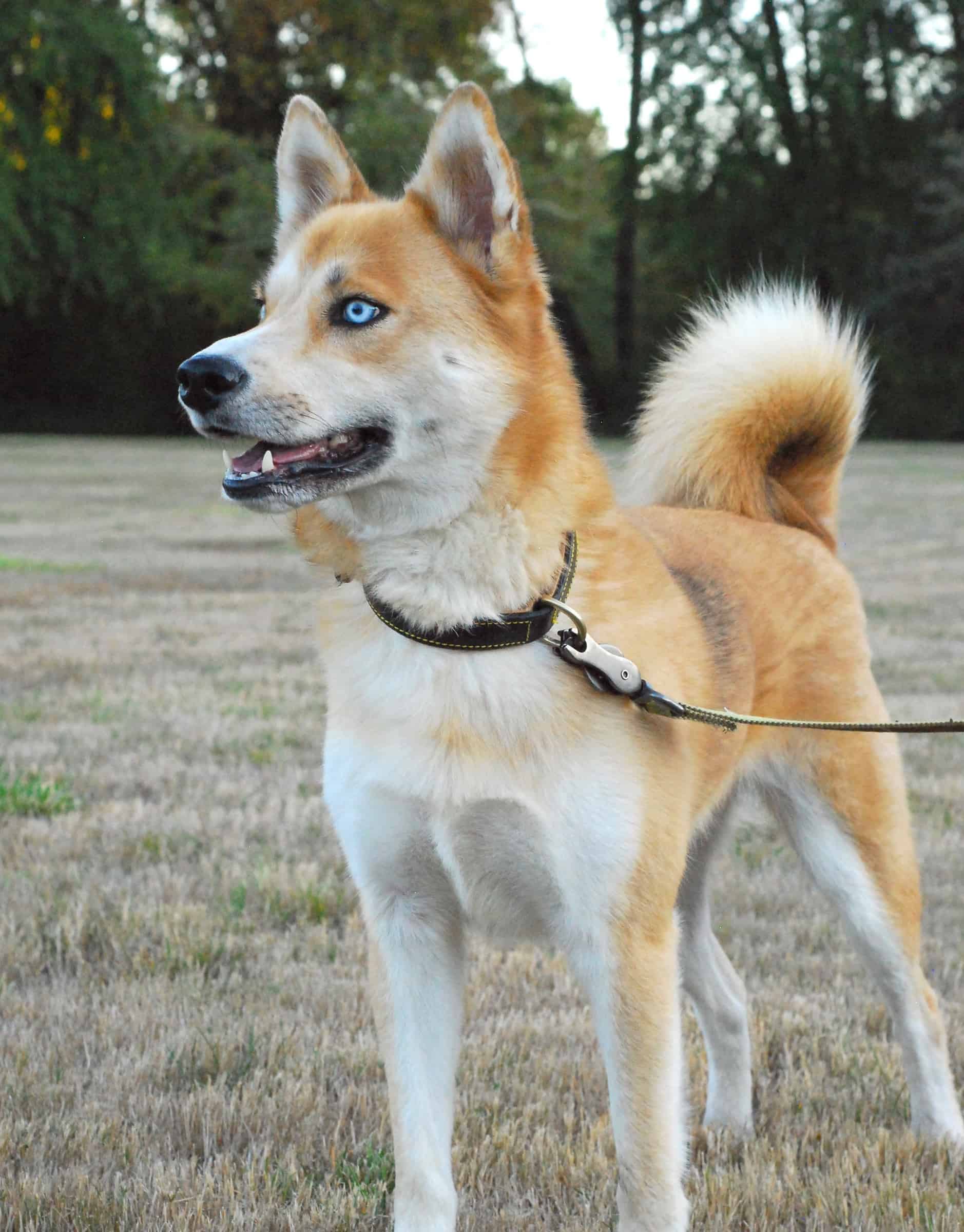 Siberian Husky Mixes: 40 Husky Crossbreeds (With Pictures)