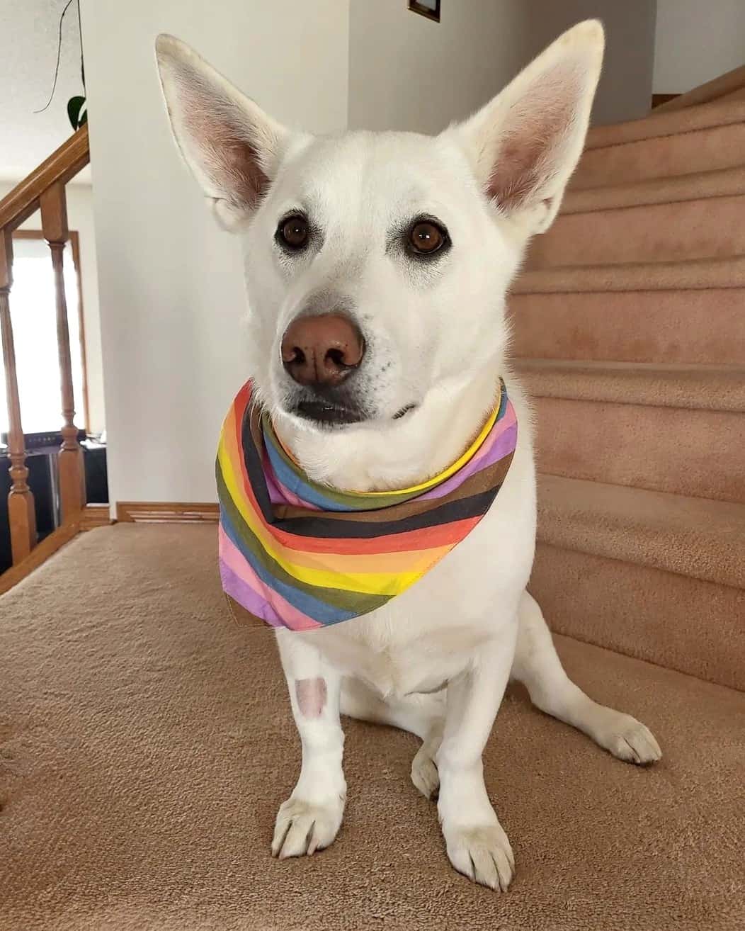 Siberian Husky Mixes: 40 Husky Crossbreeds (With Pictures)