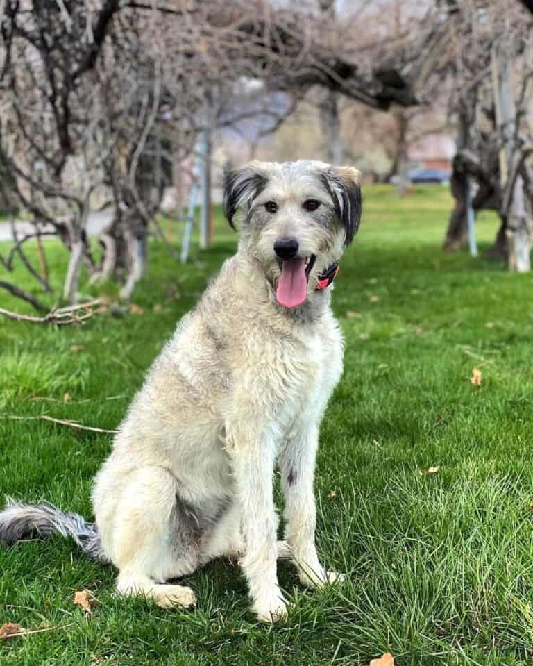 Siberian Husky Mixes: 40 Husky Crossbreeds (With Pictures)