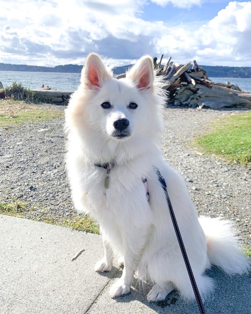 Shiba Inu Mixes: 20 Different Shiba Crossbreeds