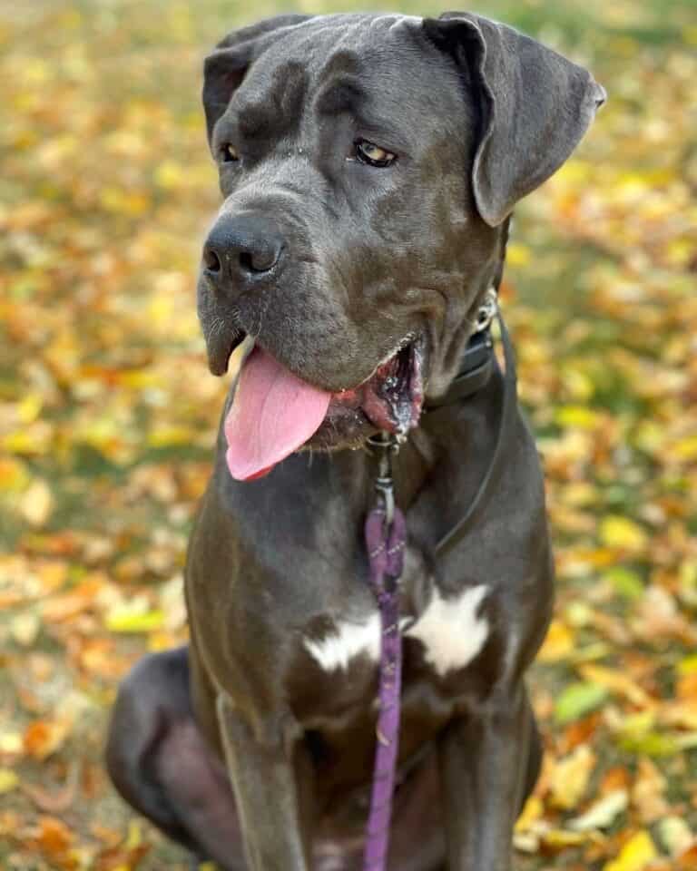 Cane Corso Mixes: 21 Unusual Crossbreeds