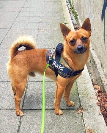 Shiba Inu Mixes: 20 Different Shiba Crossbreeds