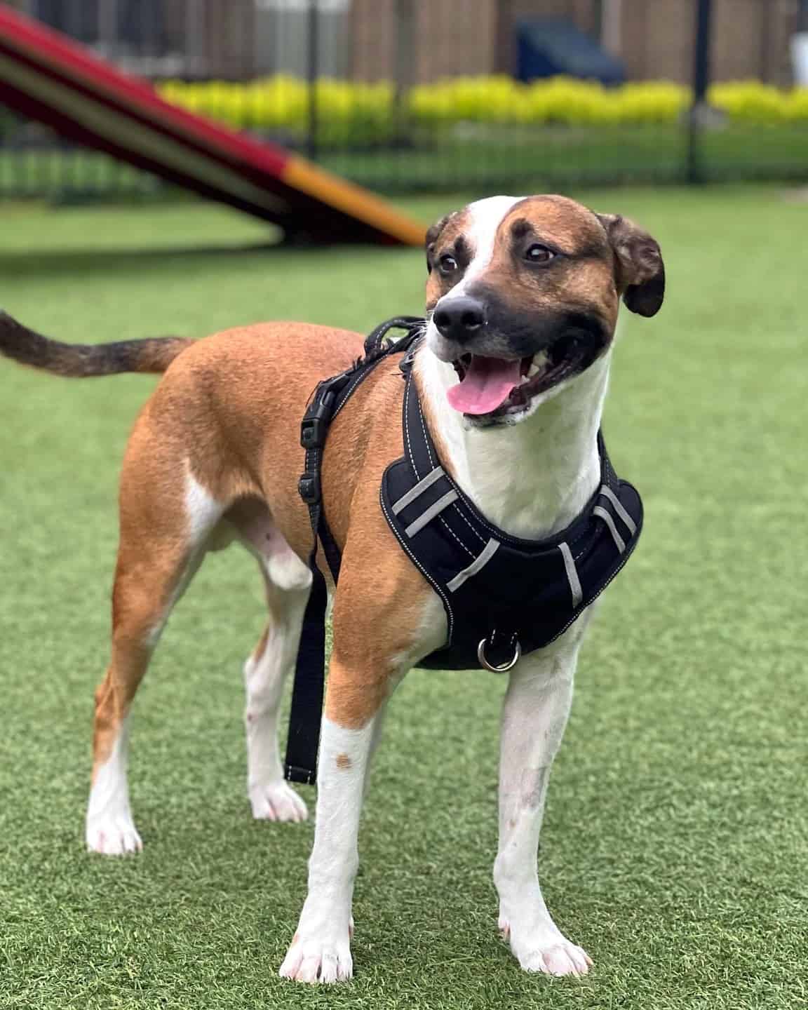 Pitbull Jack Russell Terrier Mix
