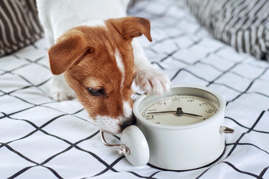 Dog Cobbing: 15 Reasons Behind the Behavior & What to Do