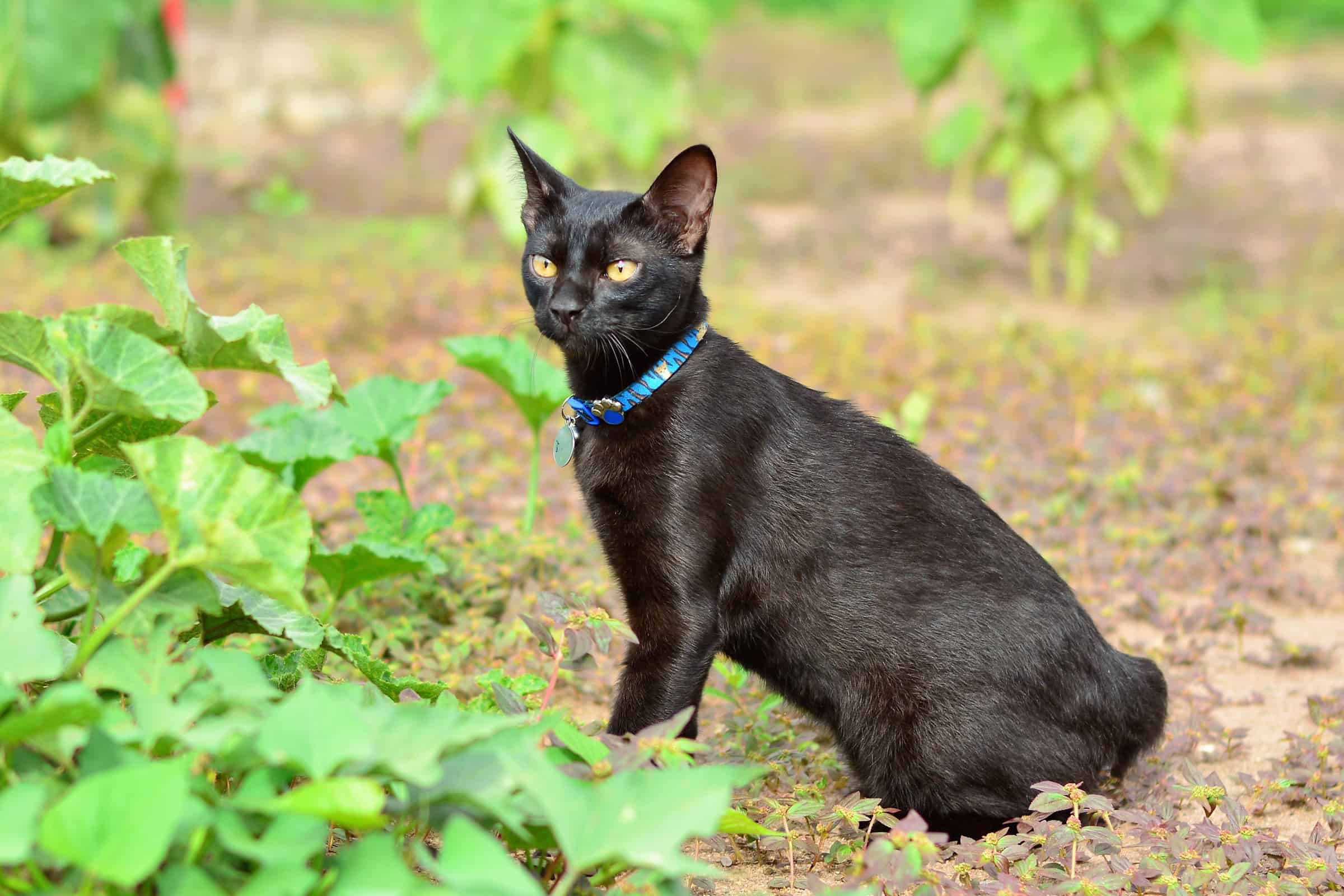 Top 13 Cat Breeds With Very Long Legs (With Pictures & Facts)